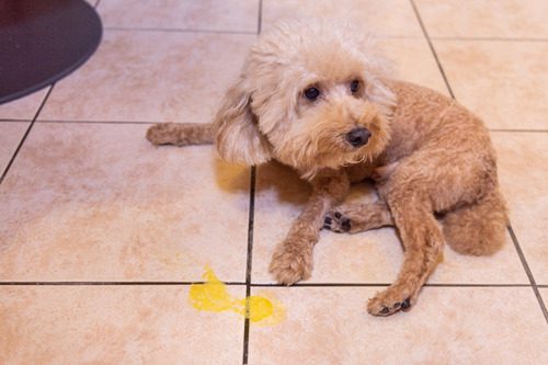 Dog Vomiting Yellow? Causes and When to Worry | Riverstone Animal Hospital